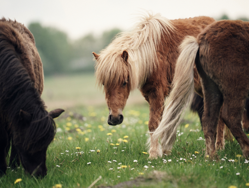 Ege Carpets • Explore Exceptional Carpets for Commercial Use